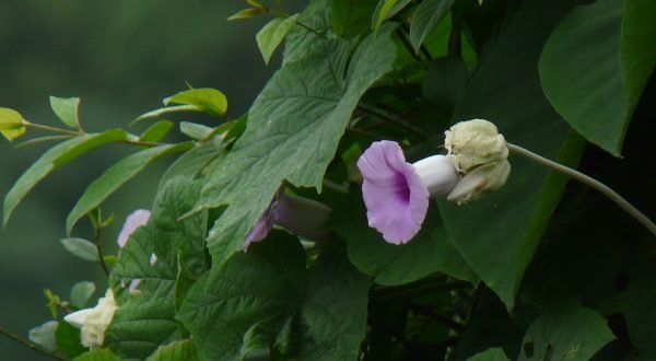 Know Buy Plants, Seeds, Pots, Garden Decor